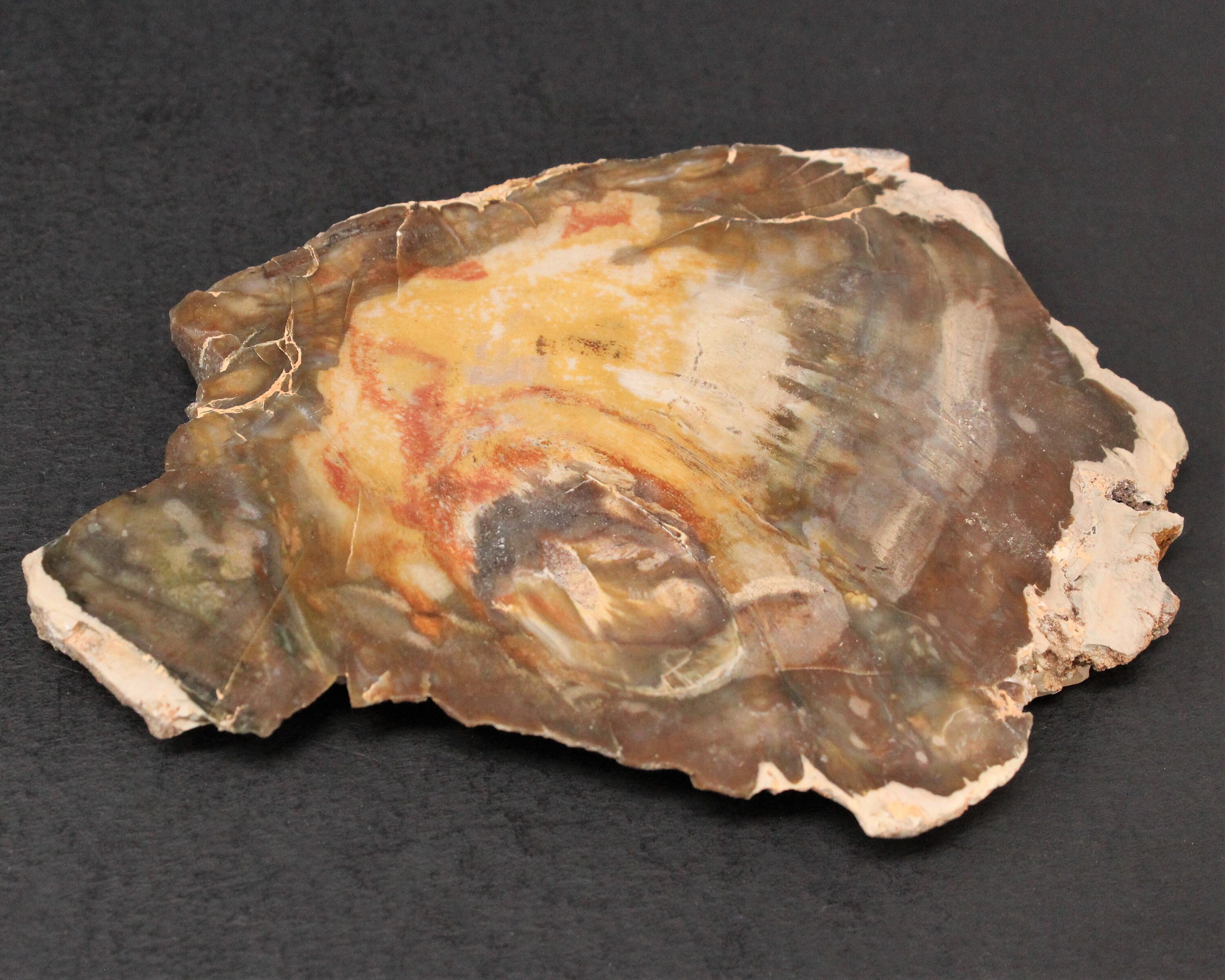 Petrified Wood Slice: 'AAA Grade' Display Specimen, Fossilized Wood ...