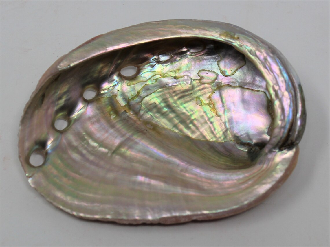 Smudge Kit: Small Abalone Shell Desert Sage Smudge Stick PLUS - Etsy