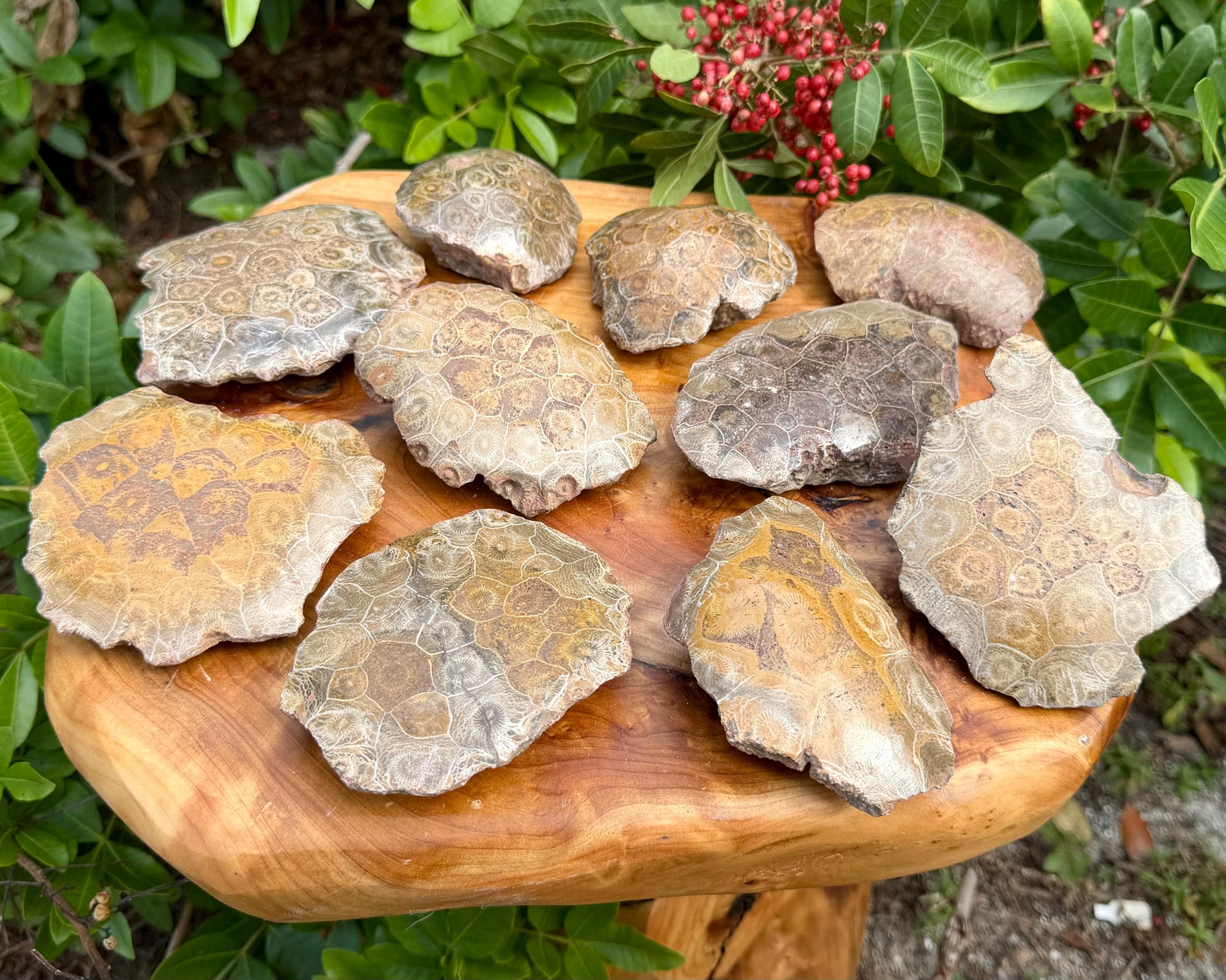 LARGE Fossilized Coral Chunks, One Side Polished Natural Fossil Coral ...