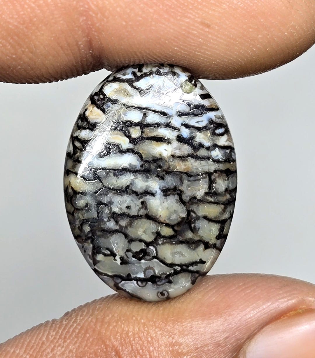 Rare Quality Natural Dinosaur Bone Cabochon Smooth Polished Flat Back ...