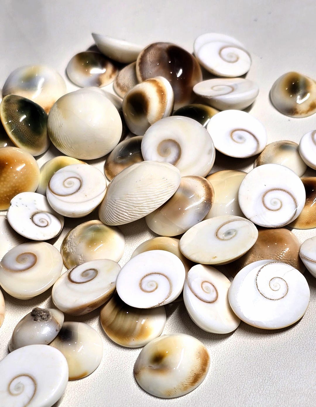 Shiva Eye Shell Beads: Natural Gemstone Cabochons for Jewelry Making - Etsy