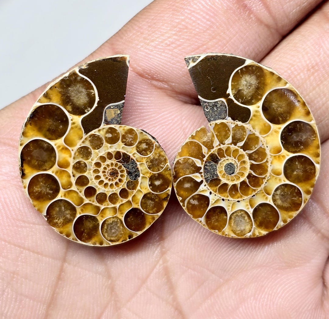 Large Natural Fossil Conch Shell Craft Collection, Natural Crystal ...