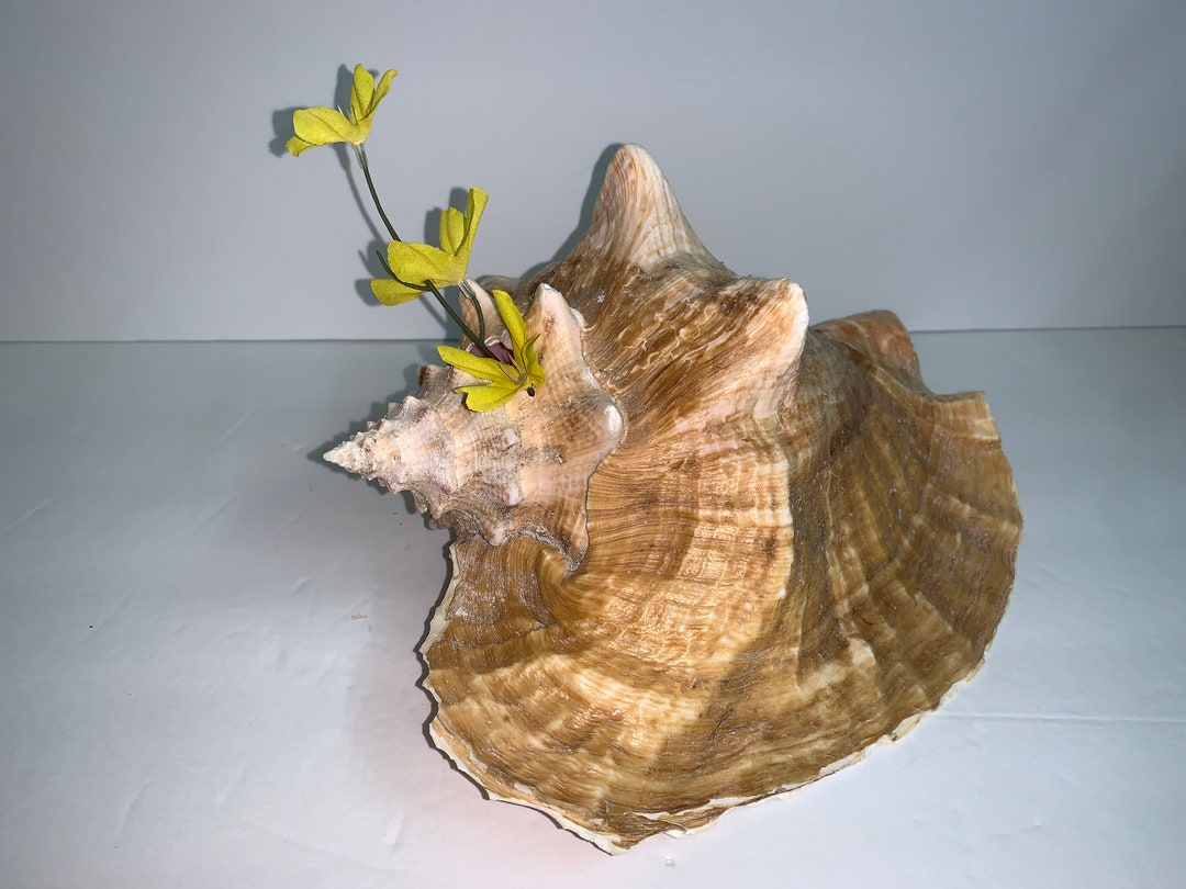 Huge 9.5" Conch Shell Aquarium Collectible - Etsy
