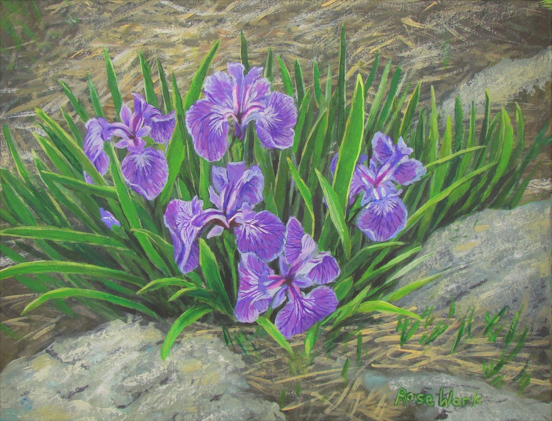 Purple Iris Painting, Blue Flag Wild Flower Growing Between Rocks ...