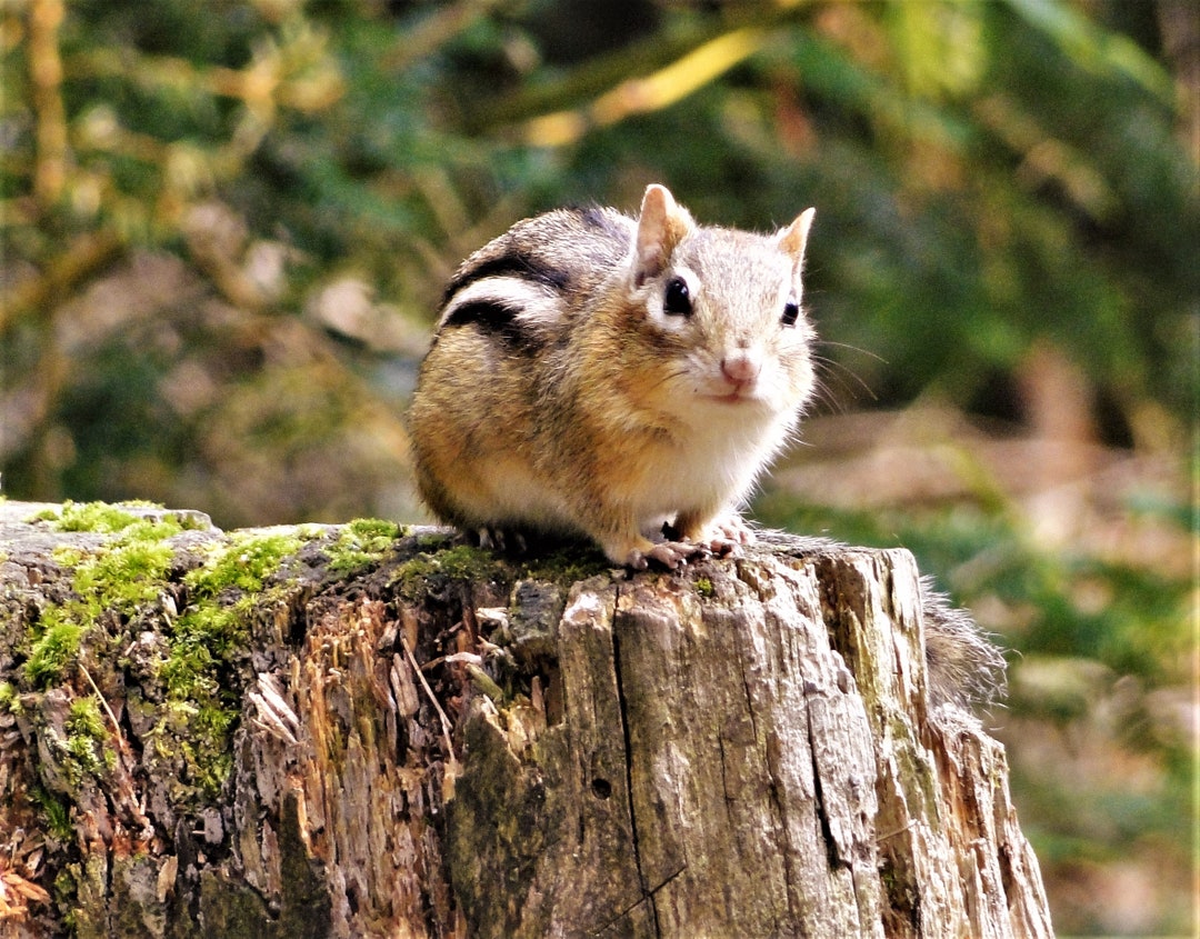 Chipmunk Image, Cute Animal Photo, Digital Download of a Chipmunk ...
