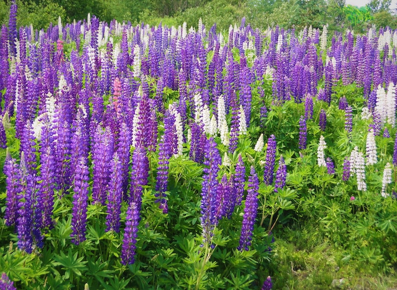Photographic Wall Art, Colorful, Lupines, Flower Art, Digital Download ...