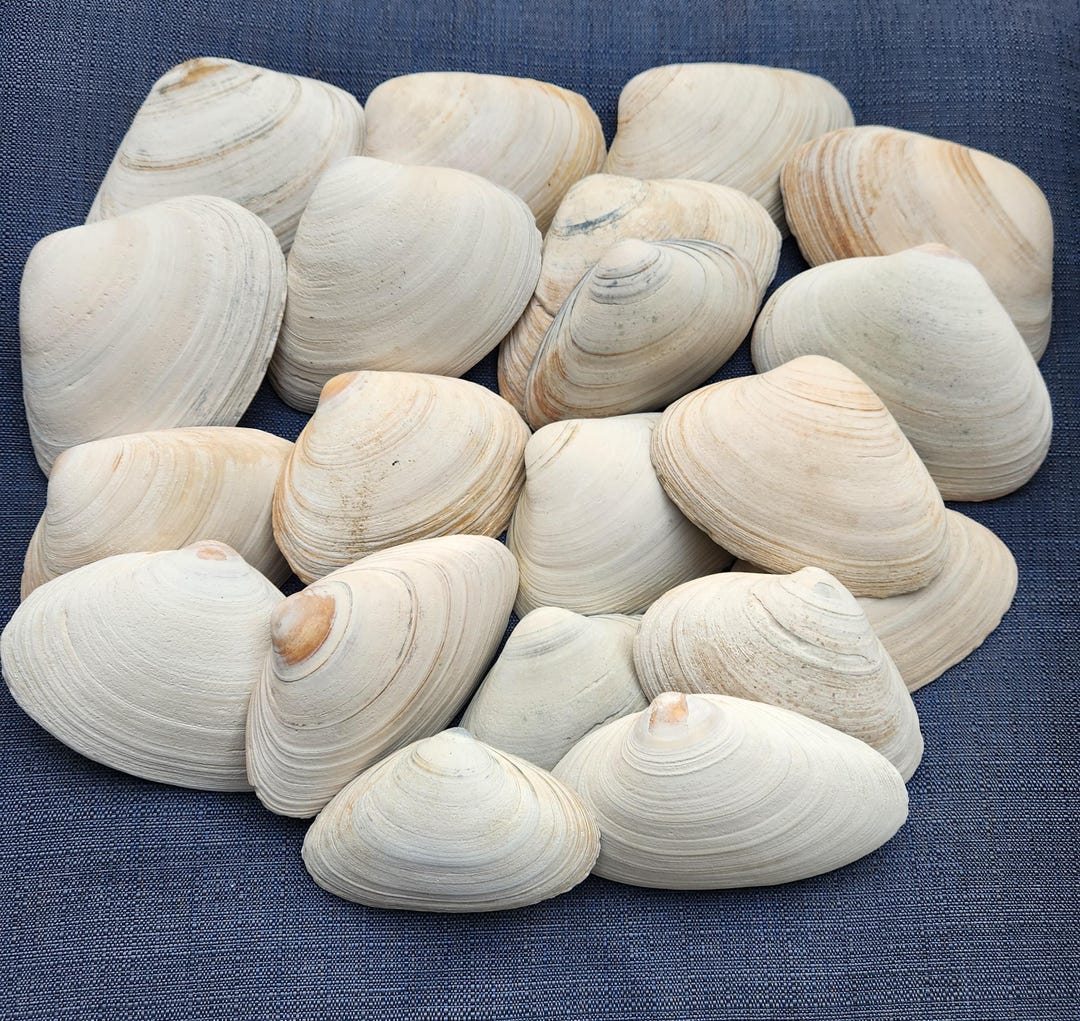 Lot of 20 Hand Picked Beach Shells Long Island NY Sourced 4” to 6 ...