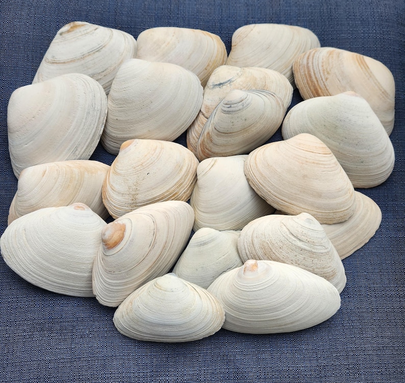 Lot of 20 Hand Picked Beach Shells Long Island NY Sourced 4” to 6 ...