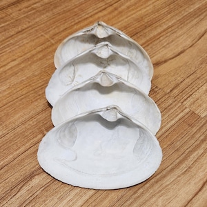 DIY Decoupage Clam Shell Kit | Birthday Themed Seashell Craft Kit With ...