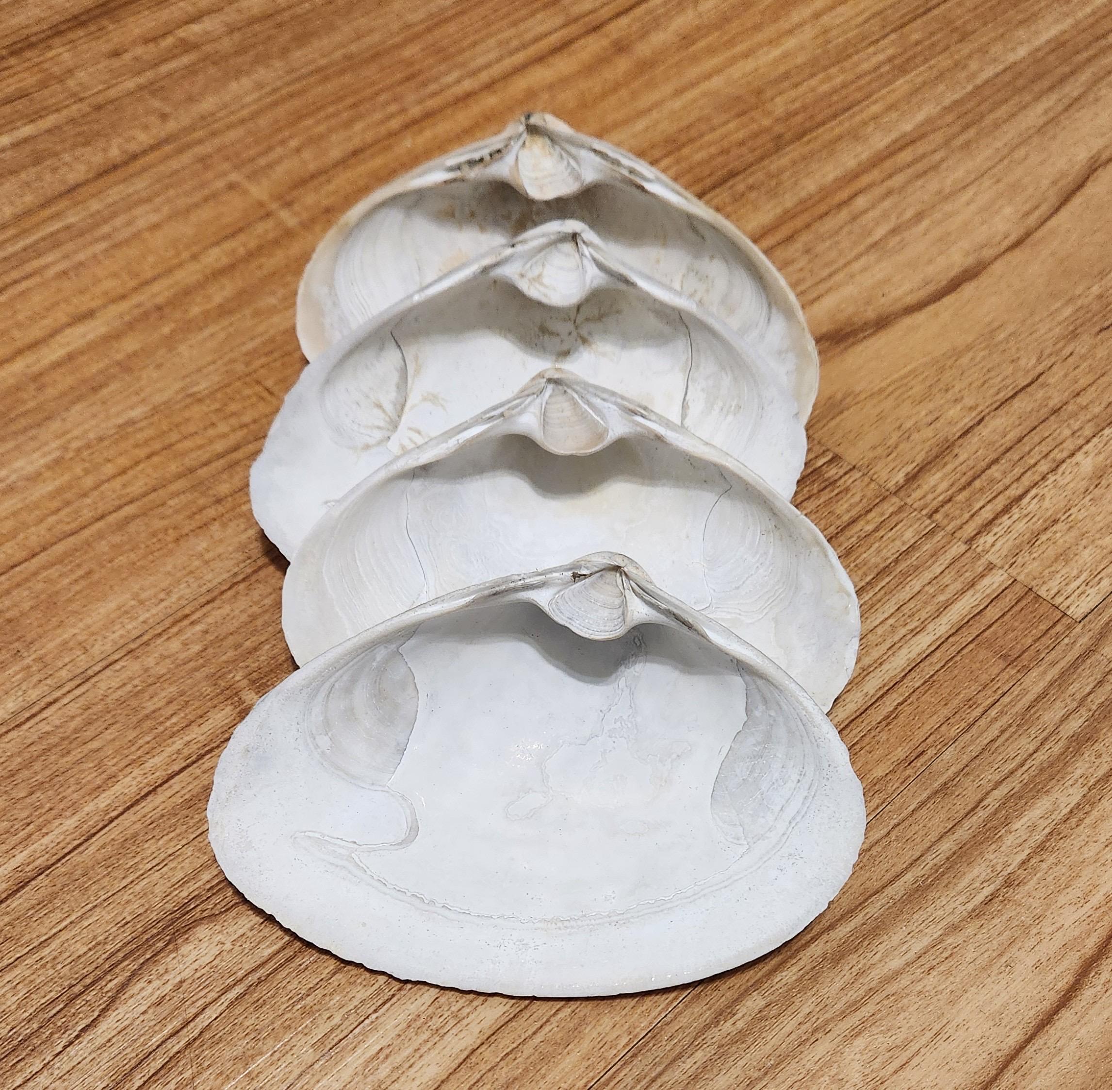 DIY Decoupage Clam Shell Kit | Coastal Seashell Craft Kit With Ocean ...