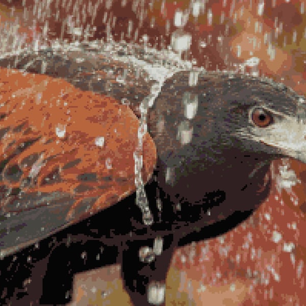 Red Tail Hawk - Etsy