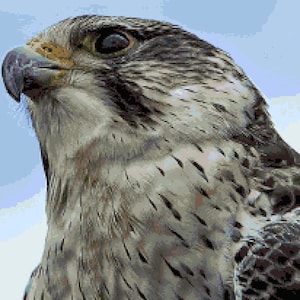 Peregrine Falcon Cross Stitch Pattern: Bird of Prey Closeup Pixel Art ...