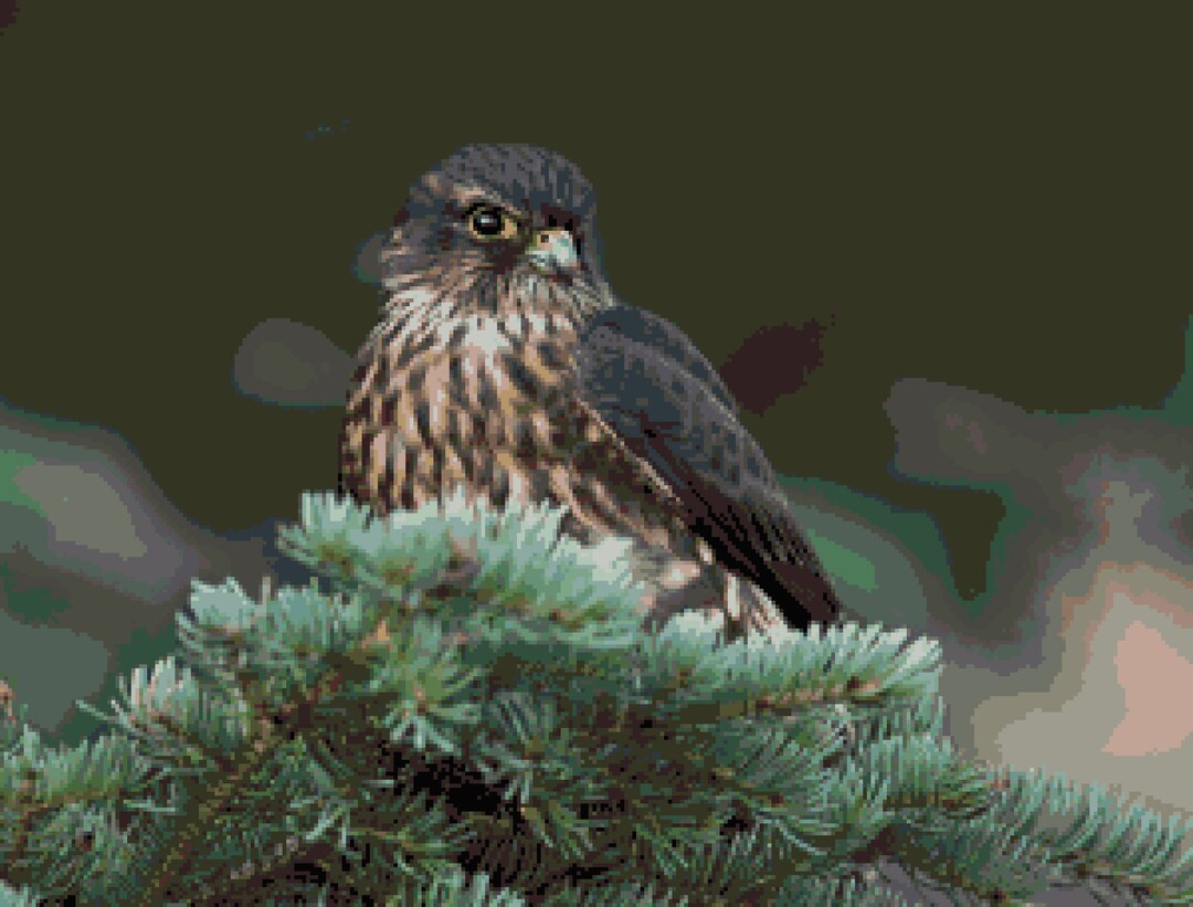 Merlin Falcon Posing: Nature - Birds of Prey Inspired Cross-stitch ...