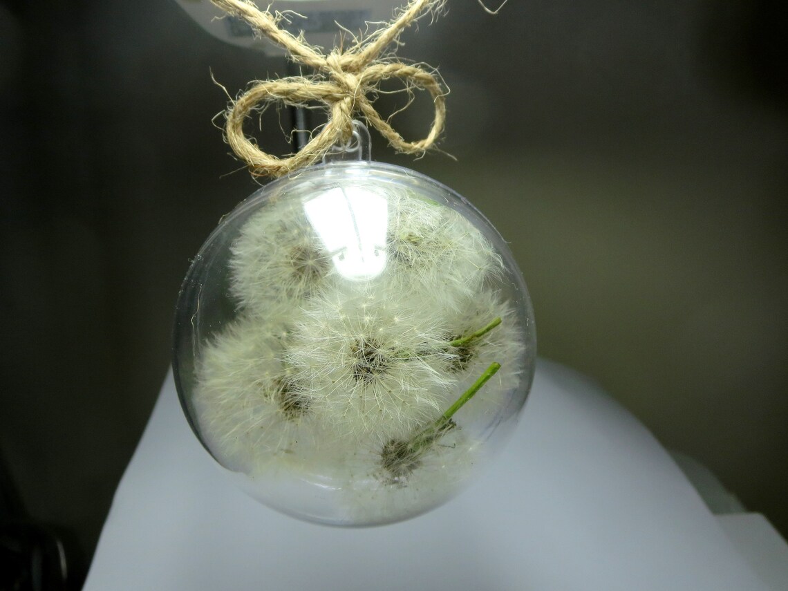 Real Dandelions in Jar Dandelions Seeds Heart Shape Decor | Etsy