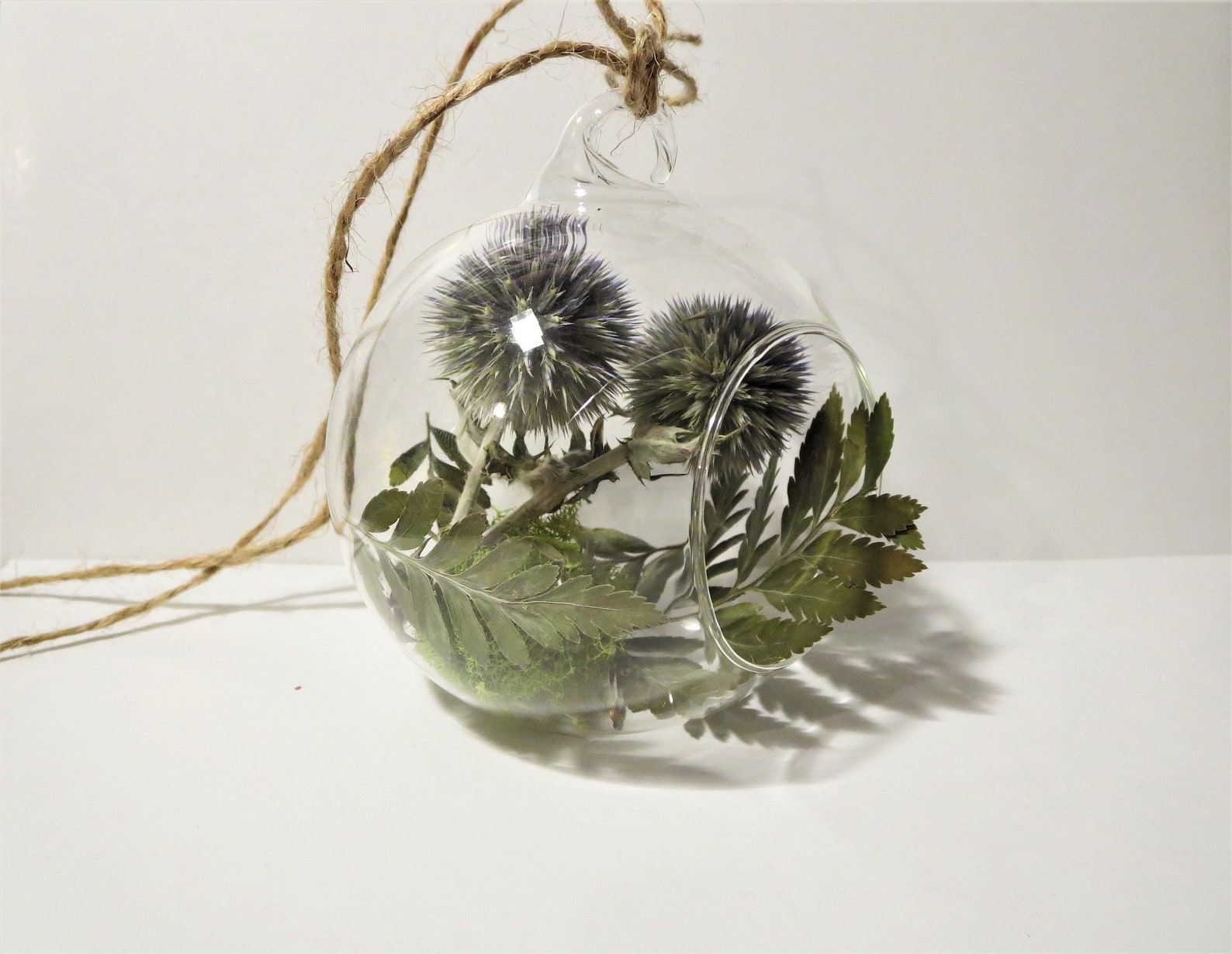 Thistle Décor Real Thistle Terrarium Scottish Thistle the - Etsy