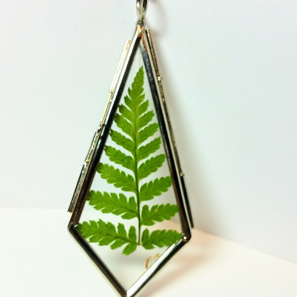 Miniature Ferns - Etsy