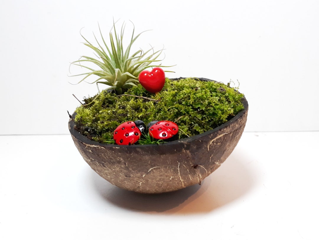 Living Desk Terrarium Eco Office Décor Minimal Crystal - Etsy