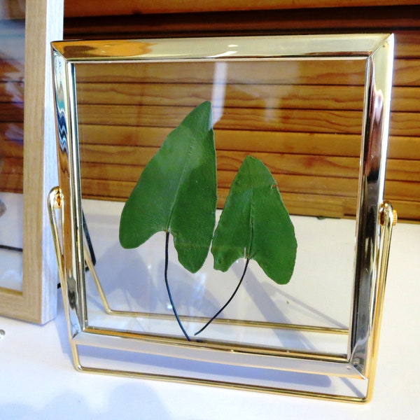 Nature Specimen - Etsy