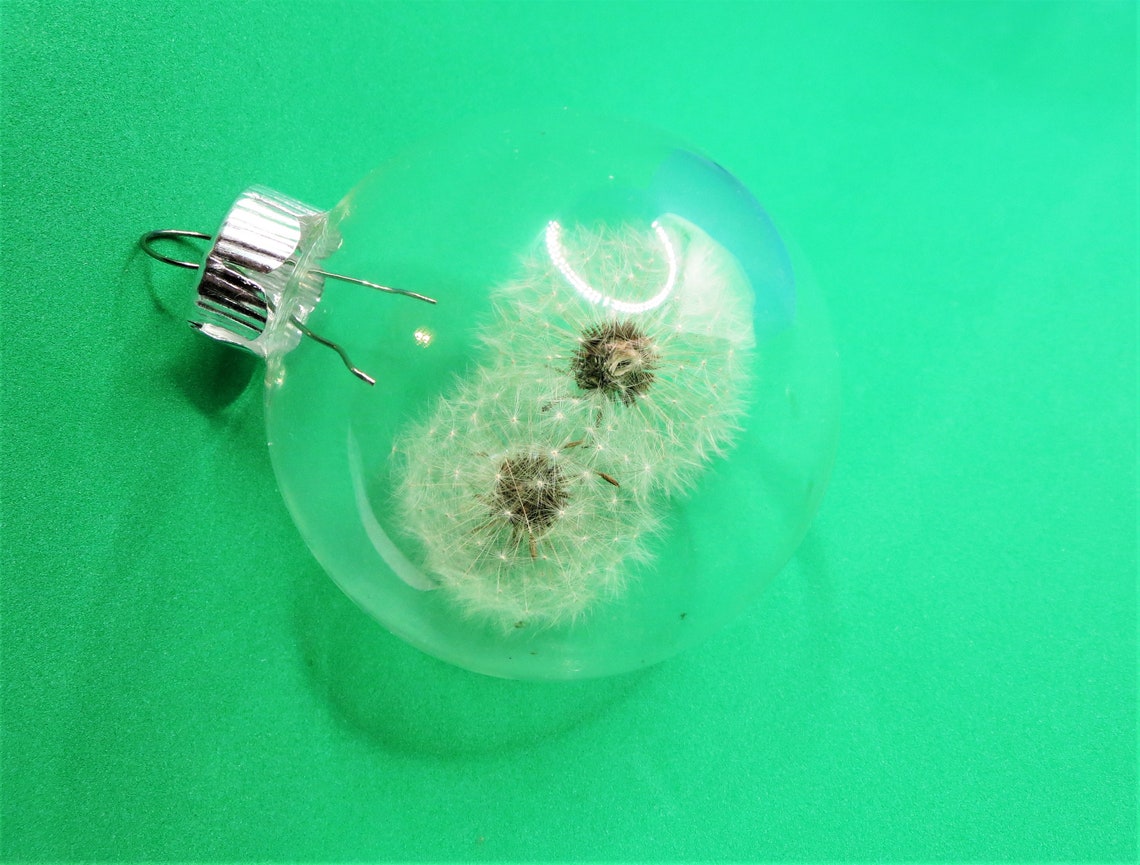 Real Dandelions in Jar Dandelions Seeds Heart Shape Decor - Etsy