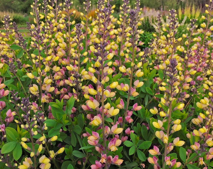 2 Pink Lemonade Perennial False Indigo Perennials. Loves Sun Easy to ...