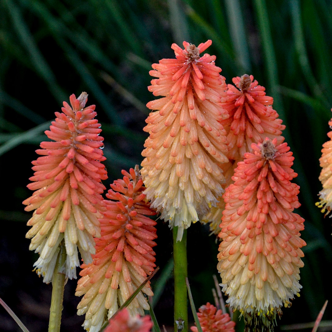 2 Live Orange Mixed Red Hot Poker Perennial Plant. Stunning Colors ...