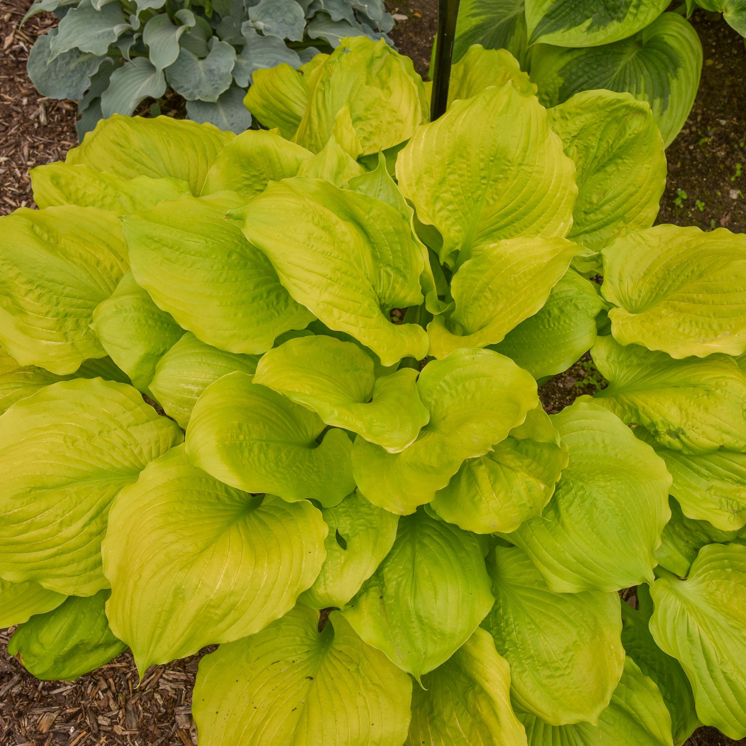 Seasons in the Sun Yellow Hosta. Easy to Grow. Loves Shade. Stunning ...