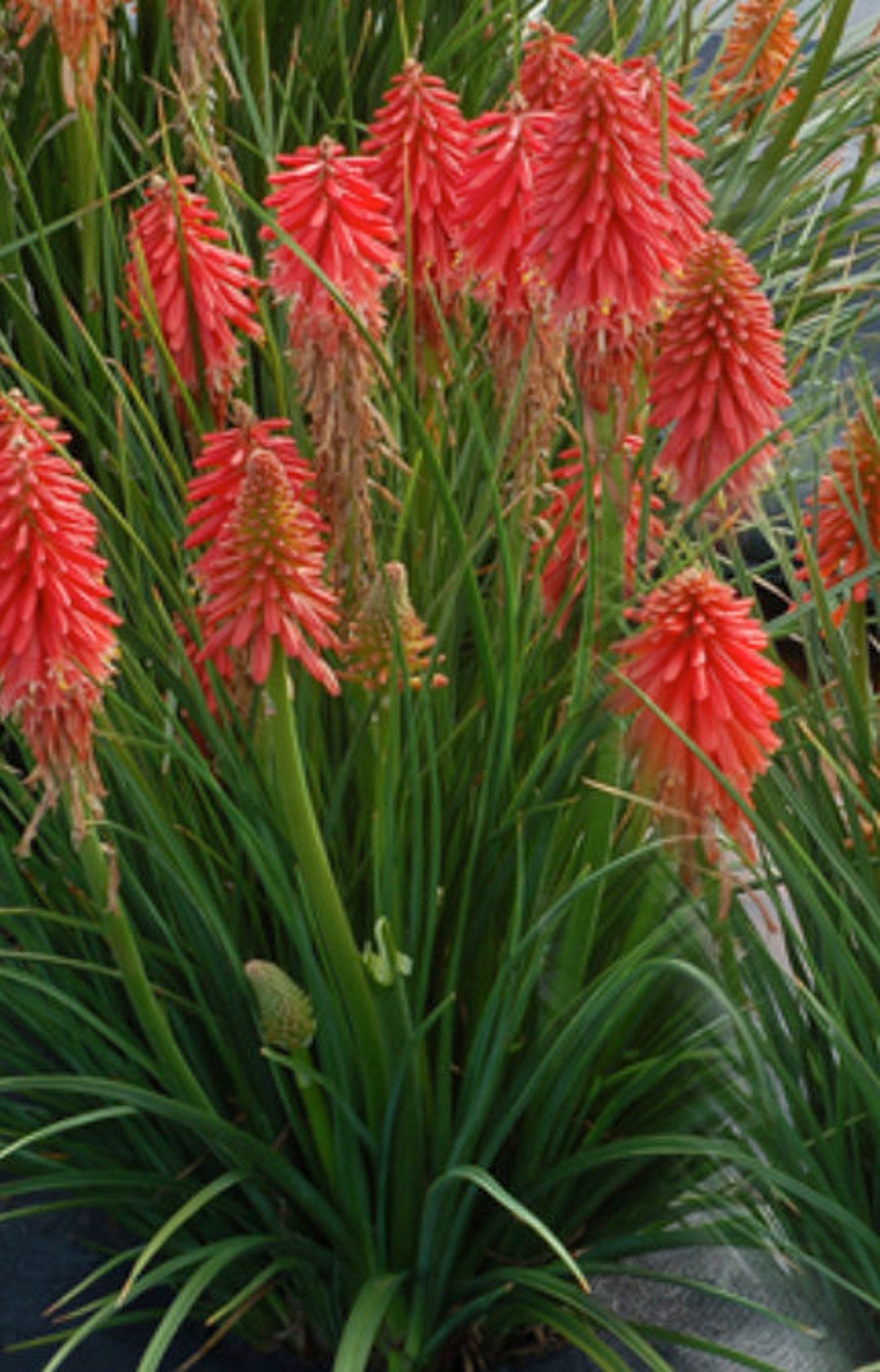 4 Live Kniphofia Red Hot Poker. Stunning Perennials. Ready to Plant ...