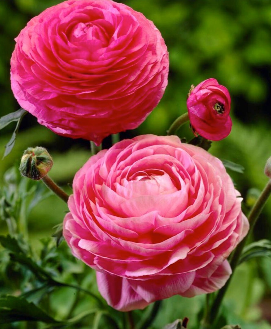 10 Healthy Corms Pink Ranunculus Stunning Vibrant Colored Blooms Loves ...