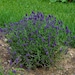 4 Lavandula Angustifolia 'lavance Deep Purple Lavender Starter ...