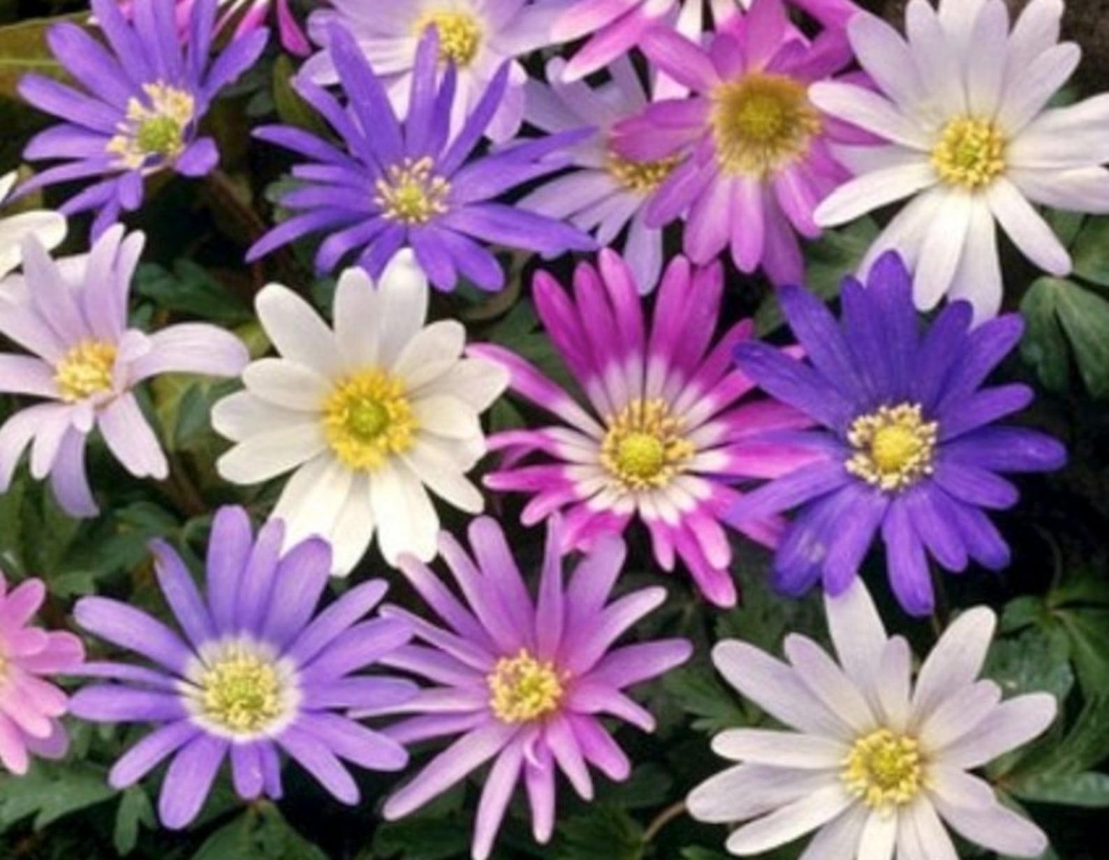 5 Anemone Perennial Bulbs. Stunning Colors. Plant Now for Spring Colors ...