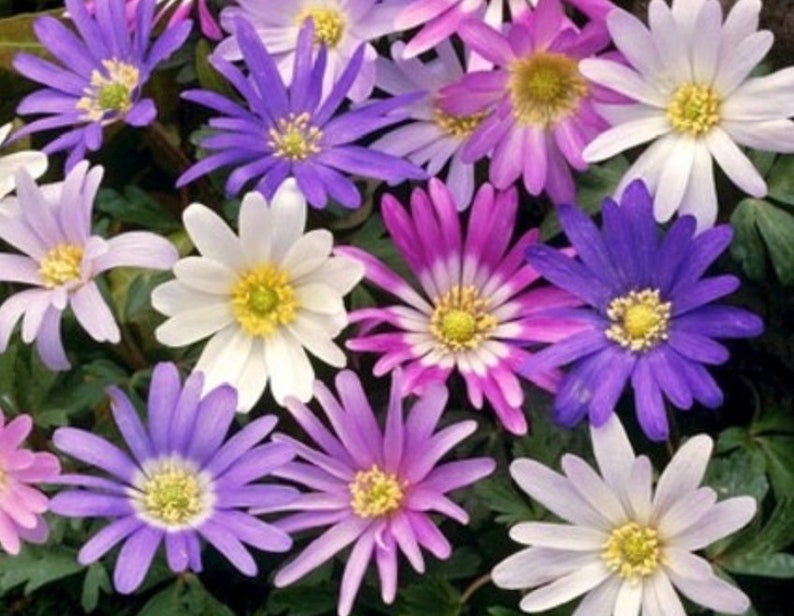 10 Anemone Perennial Bulbs. Stunning Colors. Plant Now for Spring ...