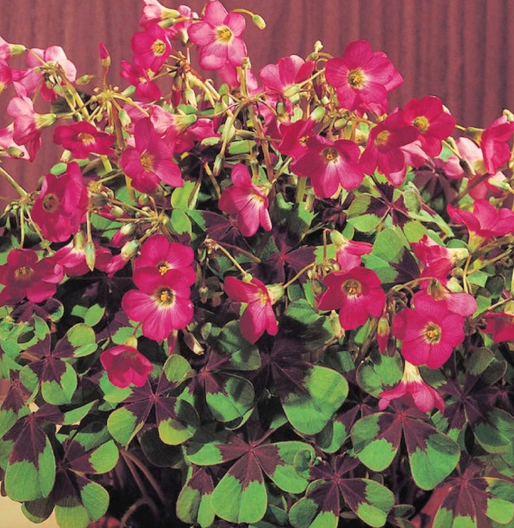 10 Mixed Oxalis Bulbs - Good Luck Shamrock, Gorgeous Green and Purple ...