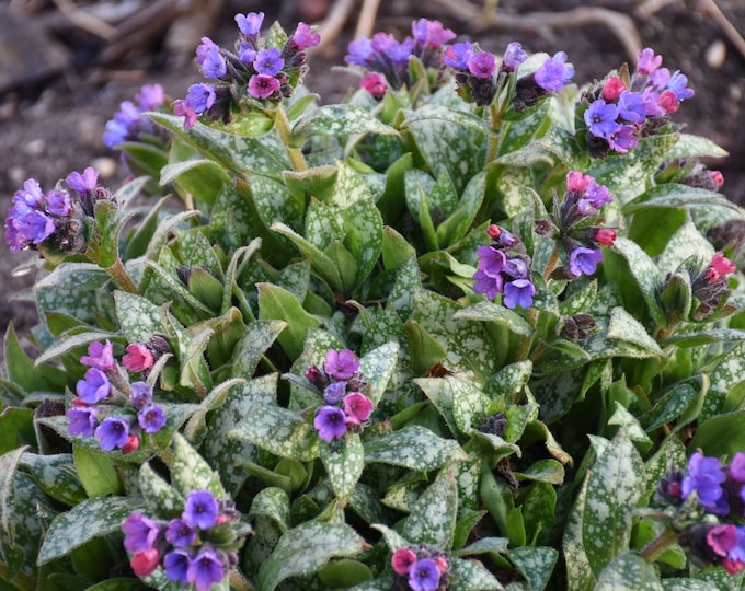 Jack Frost Brunnera Seeds - Etsy