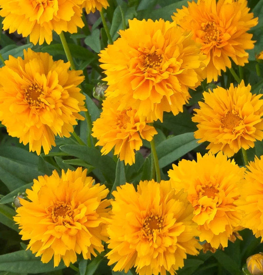 5 Early Sunrise Coreopsis Live Perennial Plants. Attracts Butterflies ...