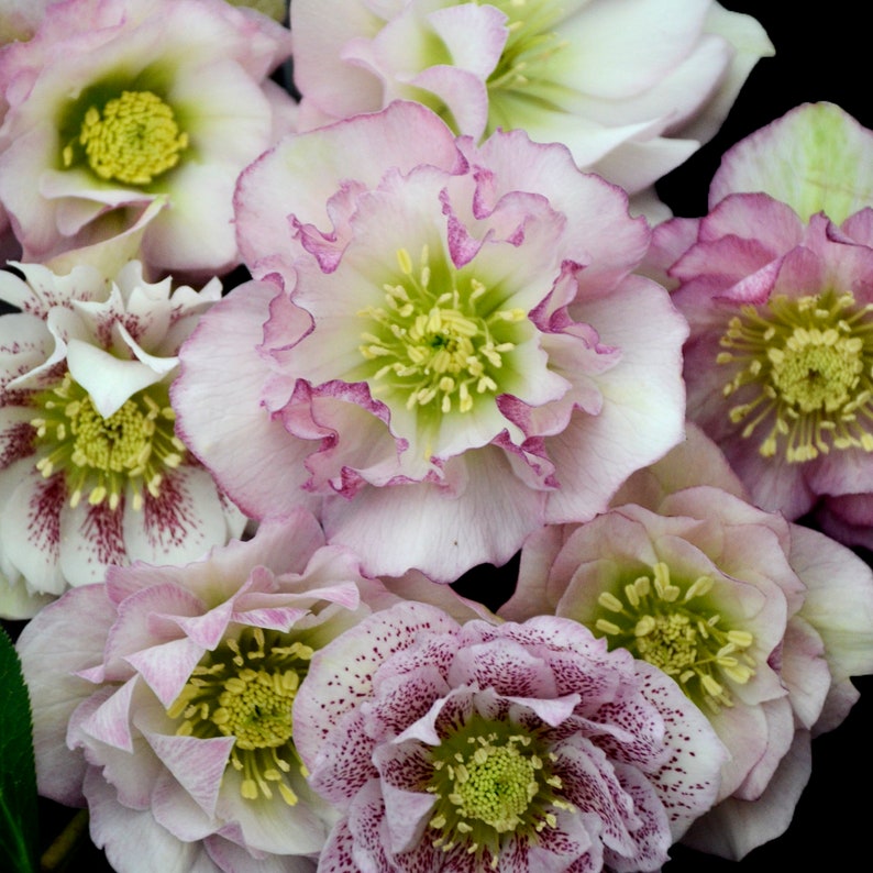 2 Lenten Rose Flower Girl Rare Flowering Perennials Live Plant Lenten ...