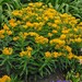 2 Live Asclepias Tuberosa 'hello Yellow Butterfly Weed Perennial Plants ...