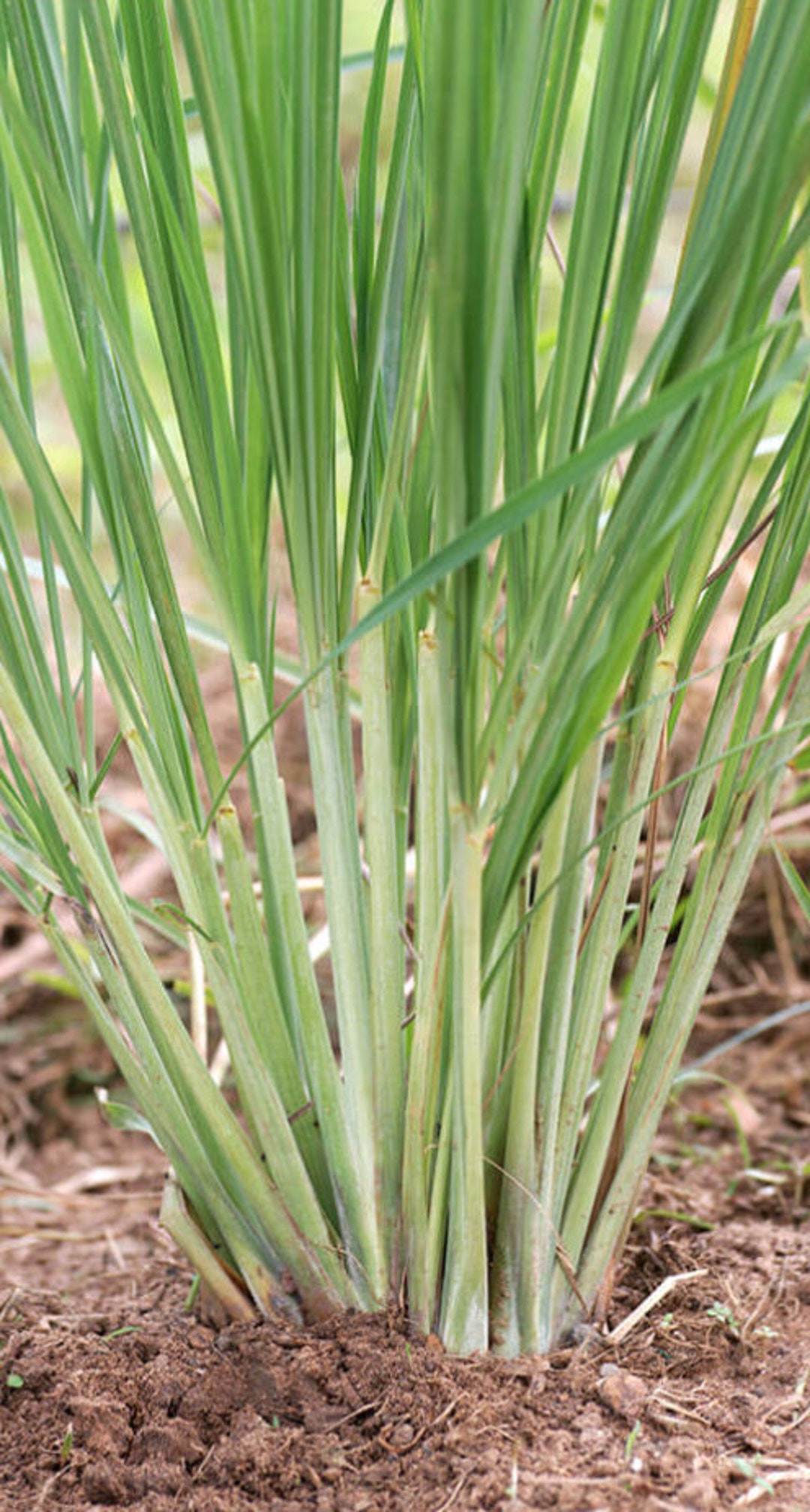 Live Lemongrass Plant. Fantastic to Cook With. Lemon Grass. Easy to ...