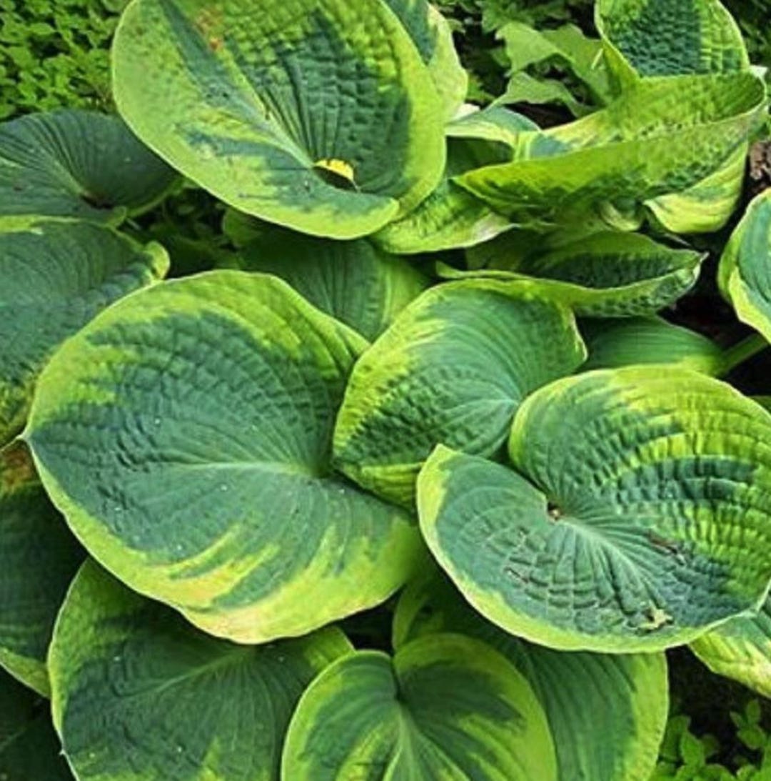 Maple Leaf Starter Hosta. Super Cool Colors. Loves Shade. Shipped ...