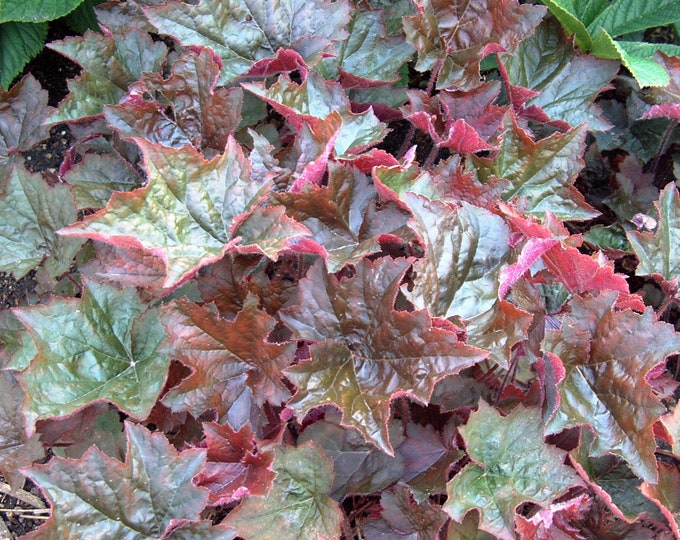 3 Heuchera FRILLY Perennial Coral Bells Starter Plant Plugs - Etsy