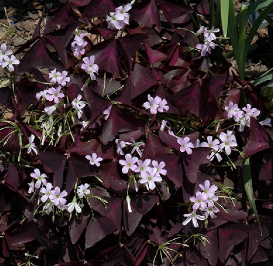 8 Pretty Purple Shamrock Oxalis Triangularis, Gorgeous Deep Plum Heart ...