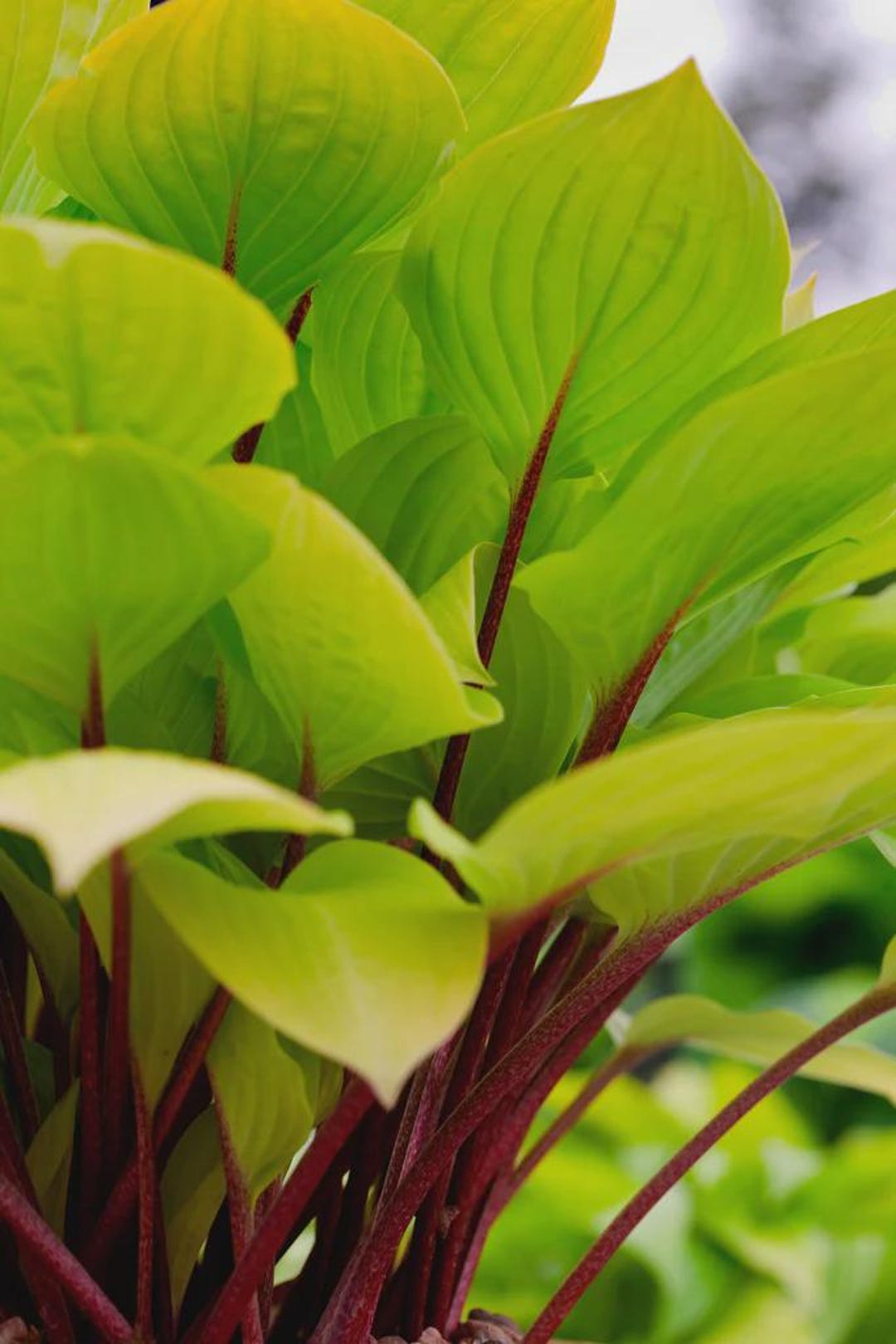 Fire Island Starter Hosta. Easy to Grow. Loves Shade. Stunning Colors ...
