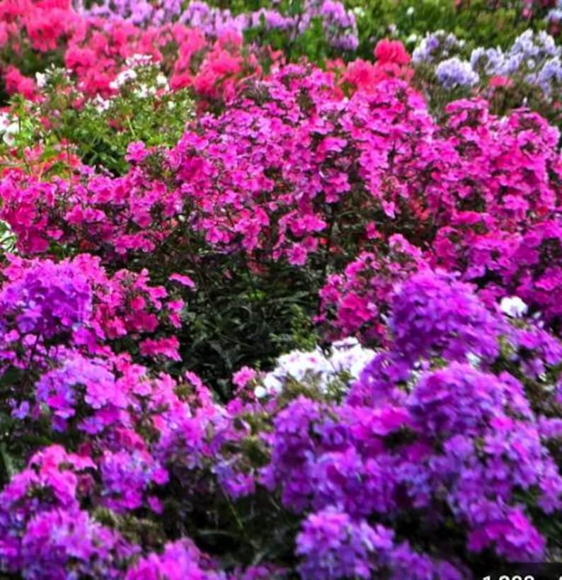 5 Live Creeping Mixed Phlox Starter Perennials. Stunning Colors ...