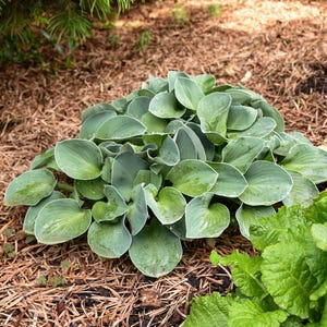 Blue Mouse Ears Mini Hosta. Super Cute. Blue. Easy to Grow. No ...