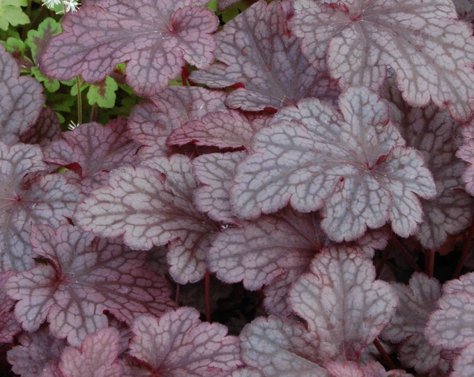 Heuchera Timeless Treasure (coral Bells) - 3 Well Rooted Starter Plants ...