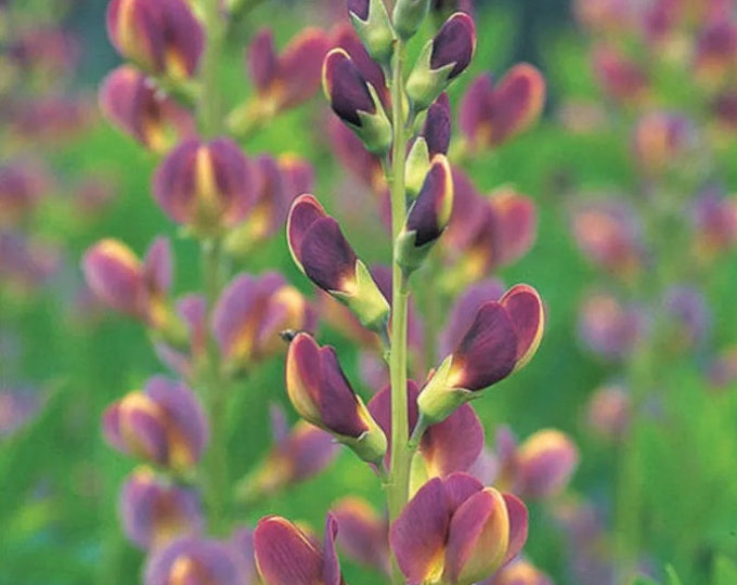 3 Live Baptisia Twilight Prairie Blue Australis Perennial Starter ...