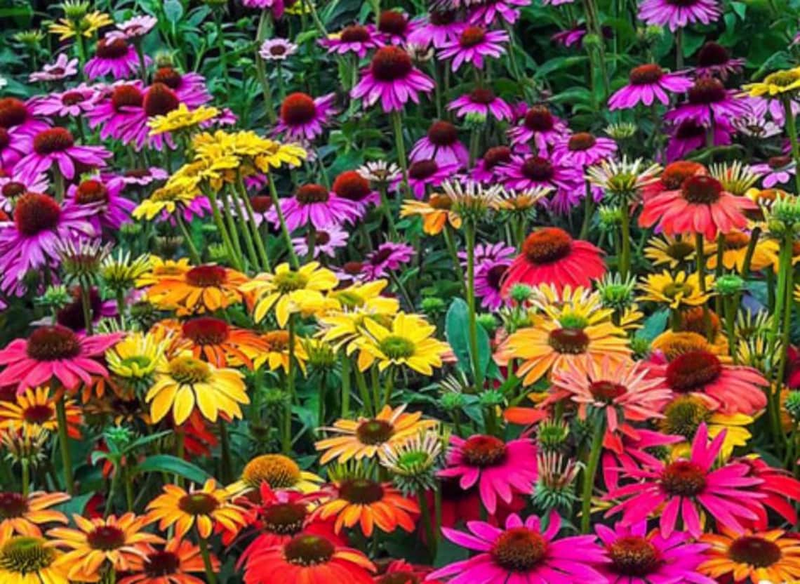 4 Echinacea Mixed Colors Live Perennial Plants Attracts Hummingbirds ...