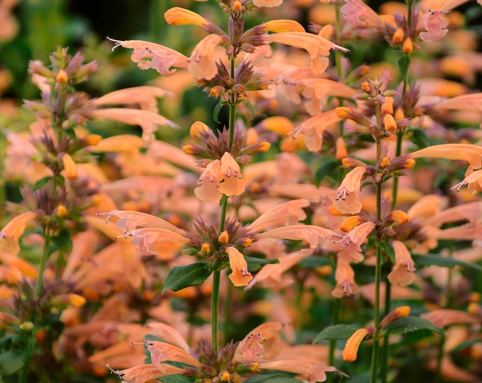 2 Agastache 'mango Tango" Anise Hyssop Live Perennial Plants. Attracts ...