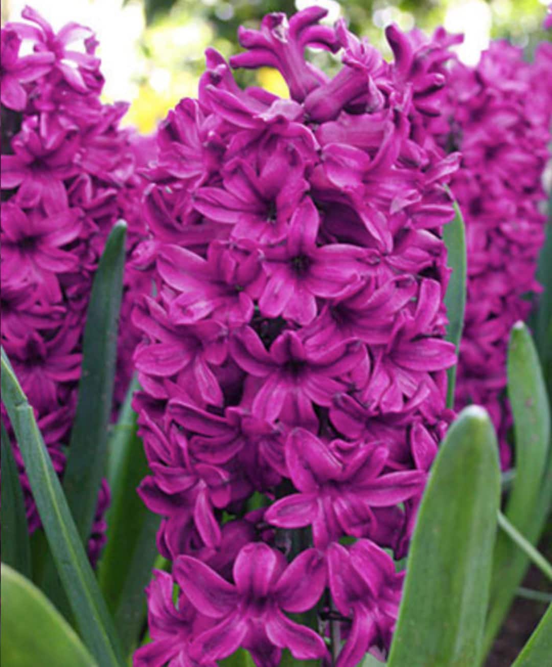 2 Jumbo Miss Saigon Purple Hyacinth Perennial Bulb Collection. Perfect Time to Plant. Deer ...