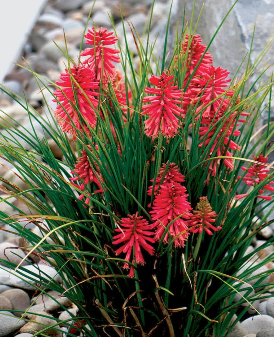 2 Live Kniphofia Red Hot Poker. Stunning Perennials. Ready to Plant ...