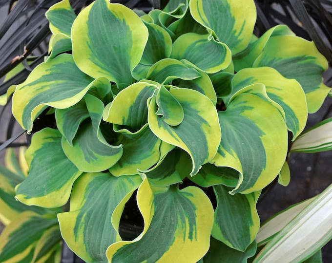 Miniature School Mouse Hosta. Super Plant. Loves Sun. Perfect for Front ...